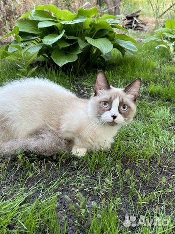 Манчкинчик