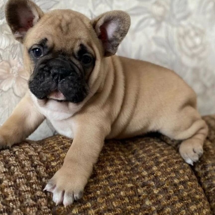 Щенки французкого бульдога