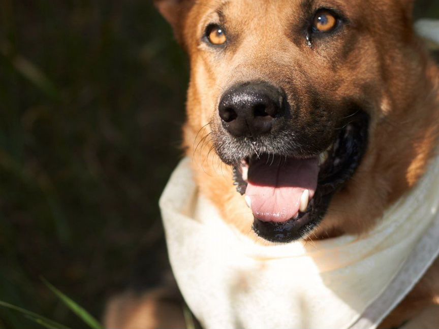 Молодая крупная ласковая собака тоскует в приюте