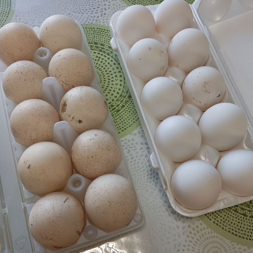 Инкубационное яйцо