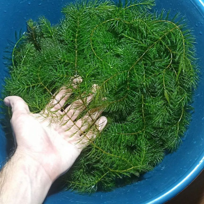 Роголистник