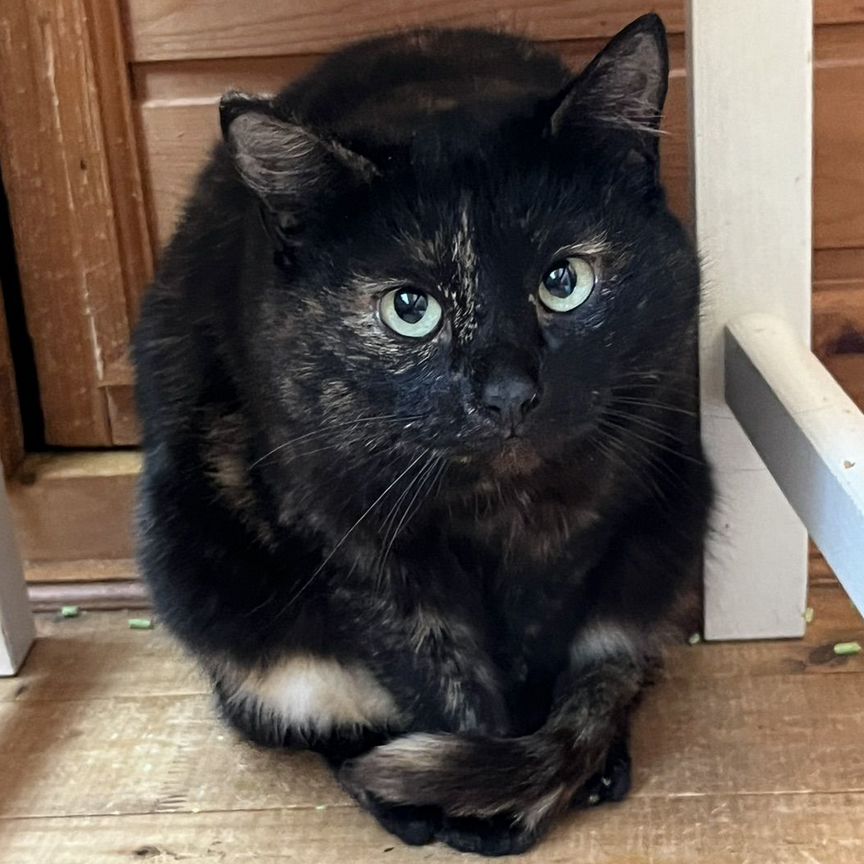 Косенькая черепашка кошечка