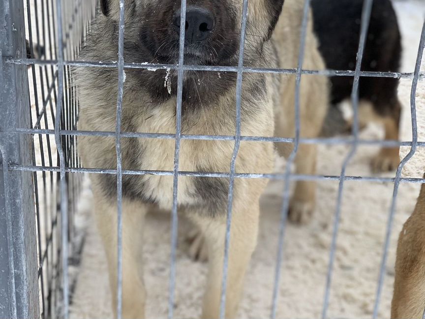 Кавказская овчарка