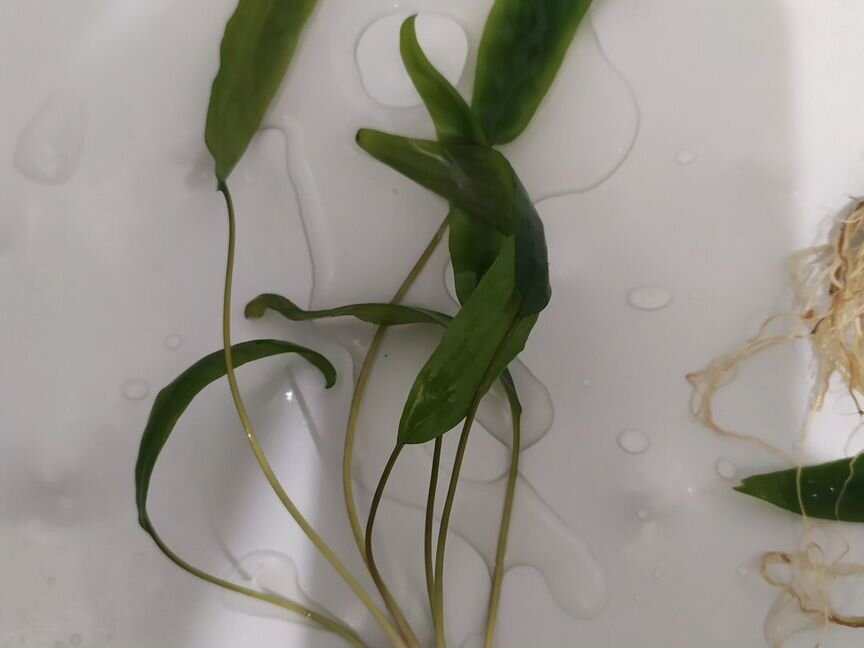 Криптокорина