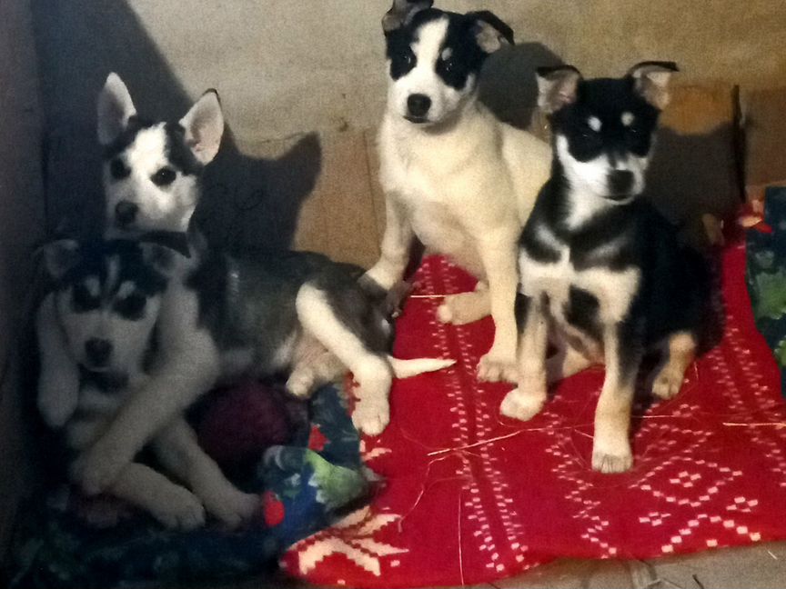 Щеночки добрым людям