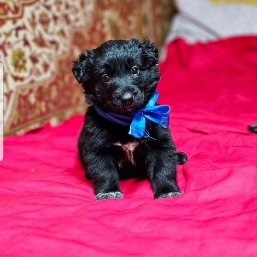 Красотка с добрые руки