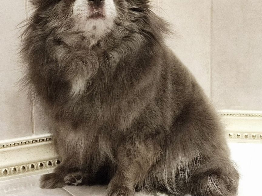 Девочка чихуахуа лил