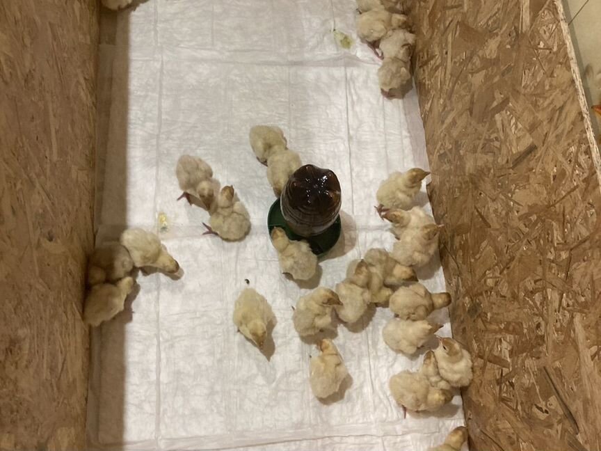 Индюшки Биг 6