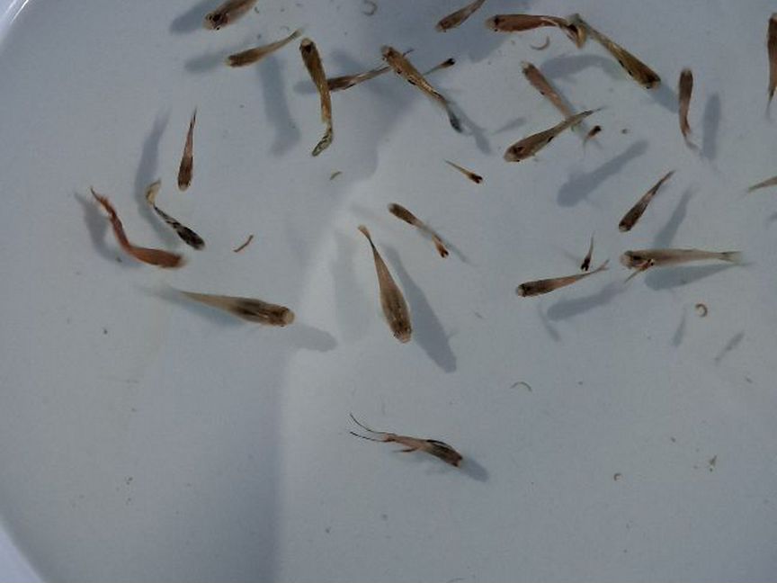 Аквариумные рыбки бесплатно