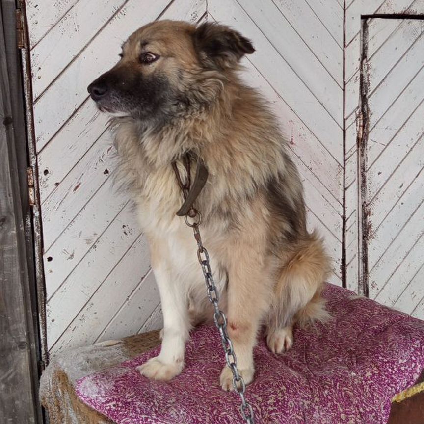 Взрослый пёс в добрые руки