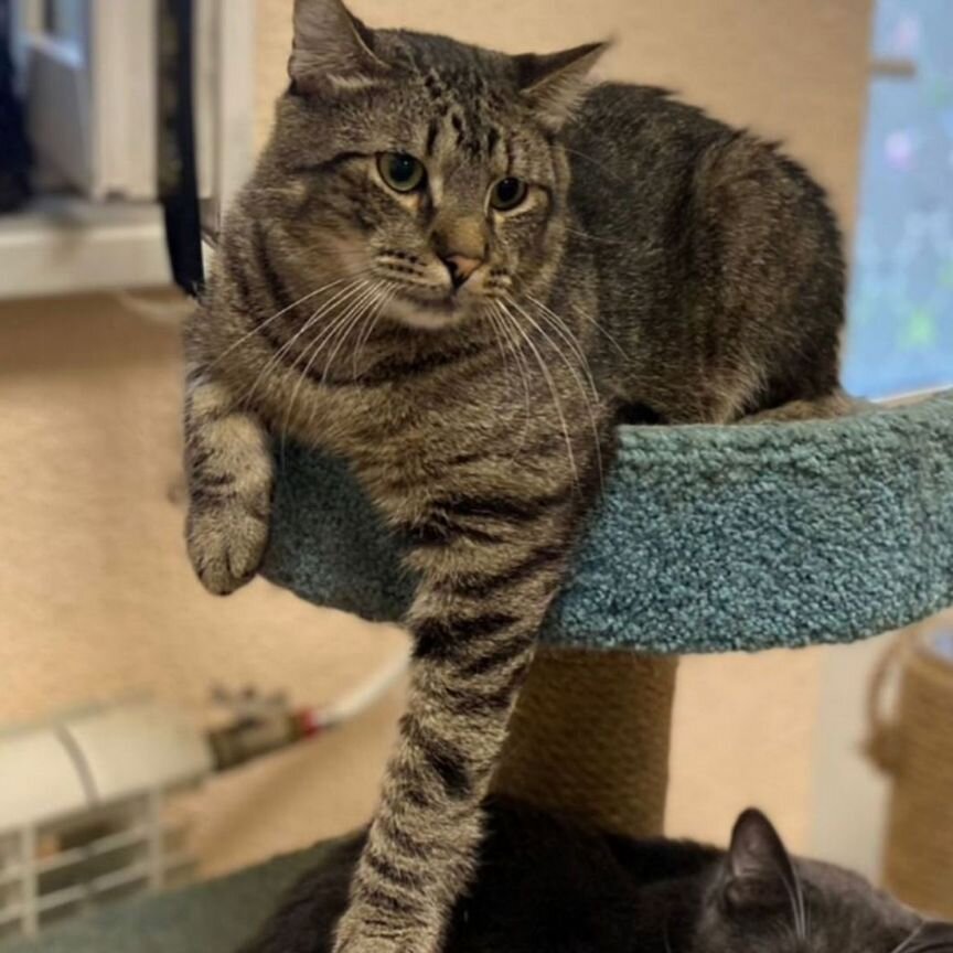 Взрослый кот в добрые руки