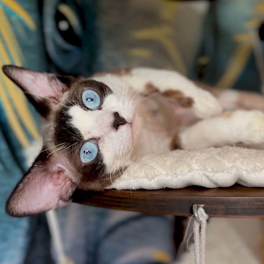 Кот Девон Рекс
