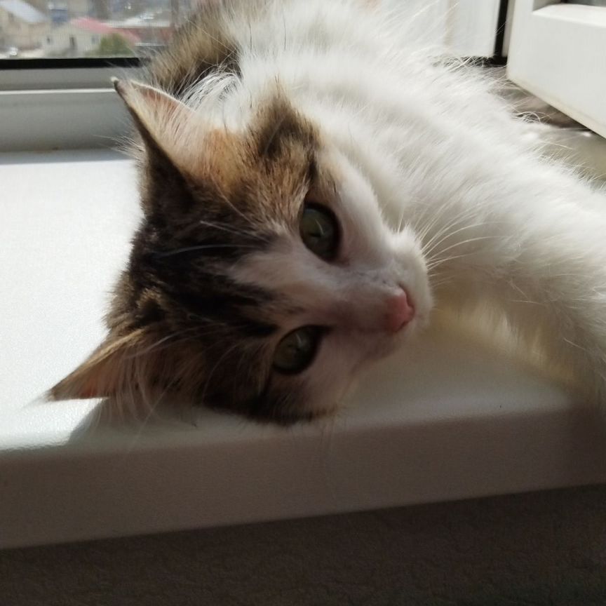 Отдам кошку в ответственные