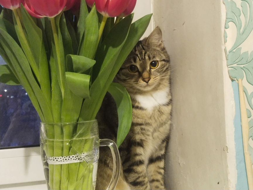 Отдам кошку