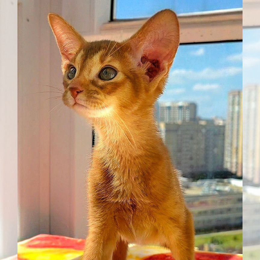 Абиссинский котёнок
