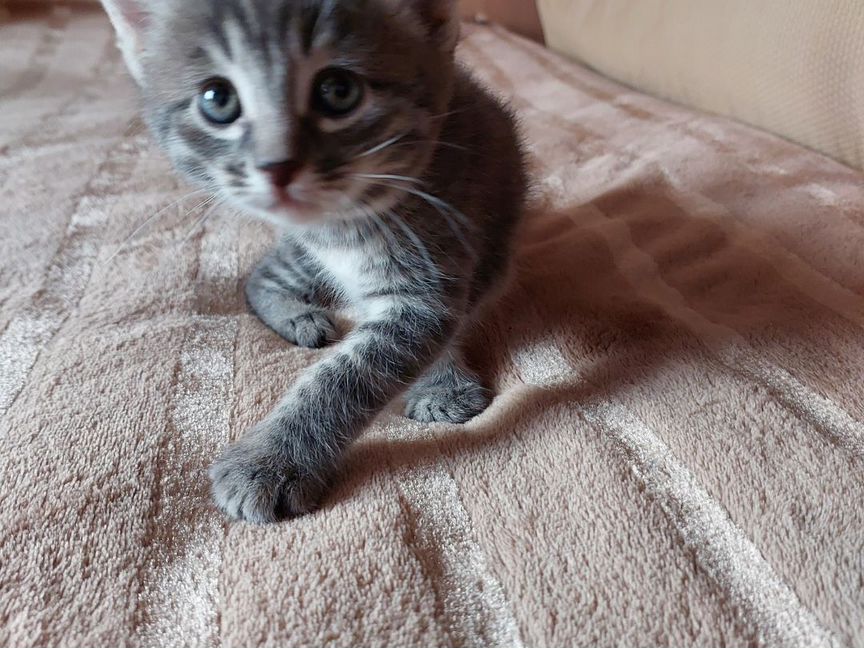 Котята за шоколадку