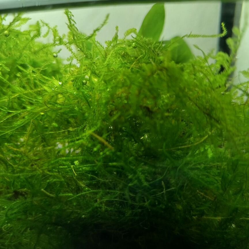 Живой мох для аквариума
