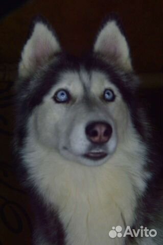 Сибирский хаски вязка Девочка