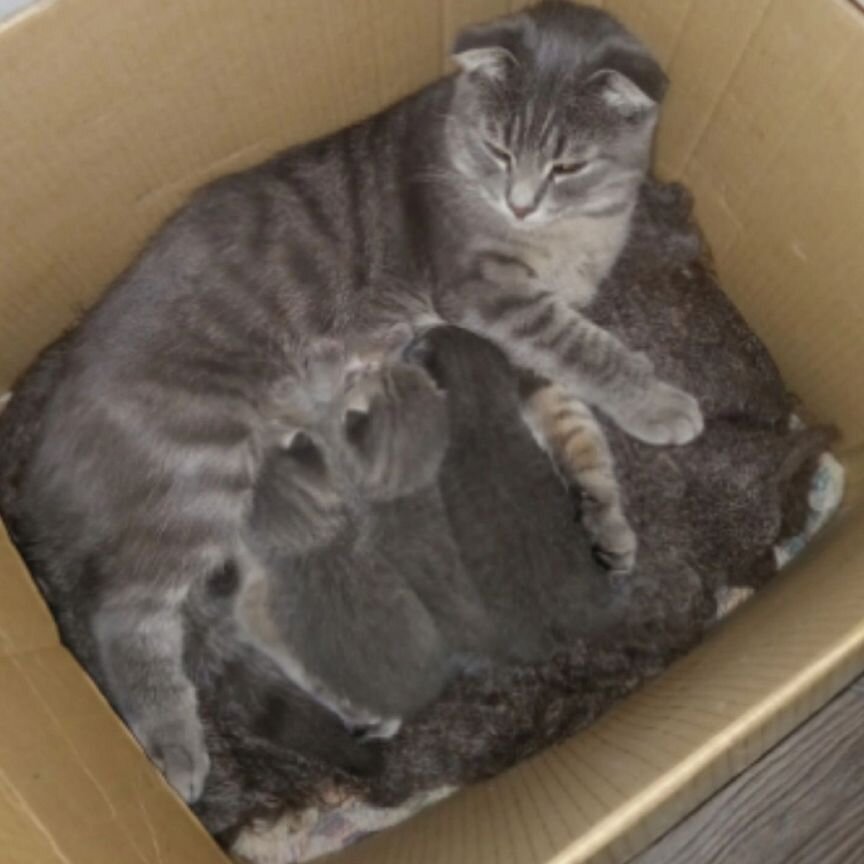 Шотландские вислоухие котята бесплатно