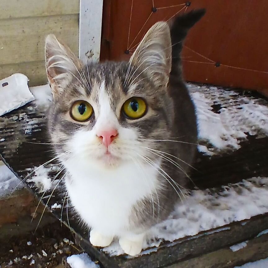 Кошечка Маша, 7 мес., мягонькая, очень ласковая, м