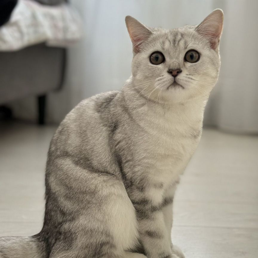 Шотландский прямоухий кот, продажа