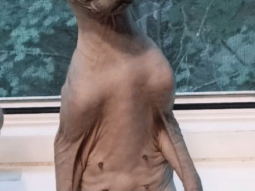 Донской сфинкс котята