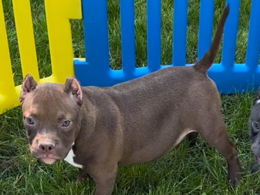 Американский булли шикарная малышка
