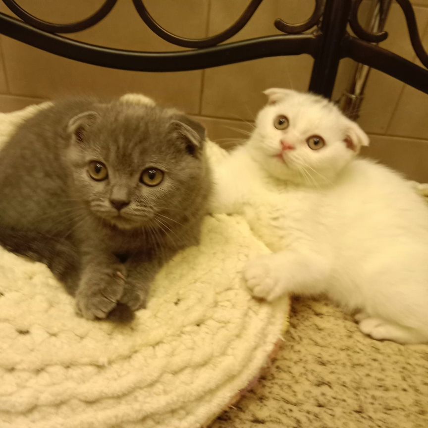 Шотландская котята
