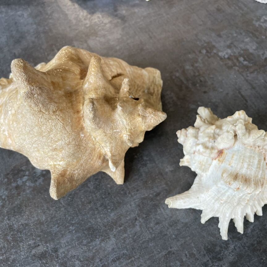 Ракушки морские крупные