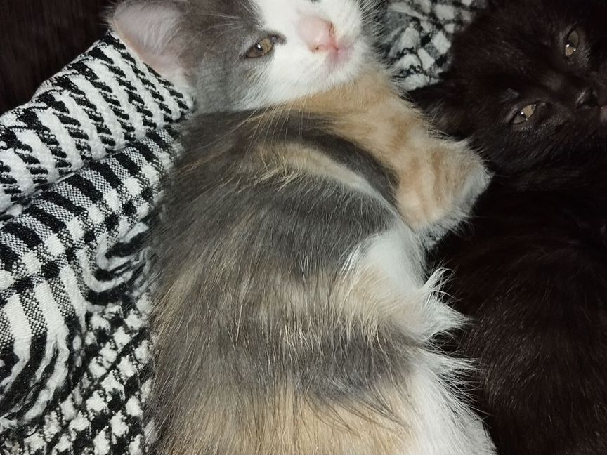 Отдам котенок британец