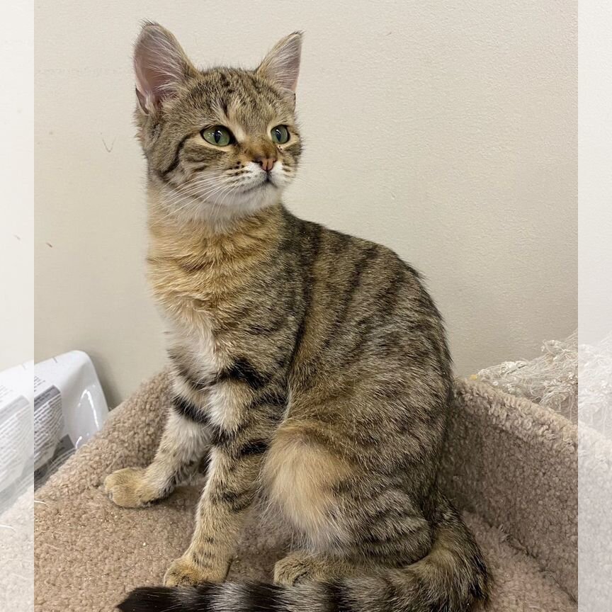 Перловка: каша или мини рысь