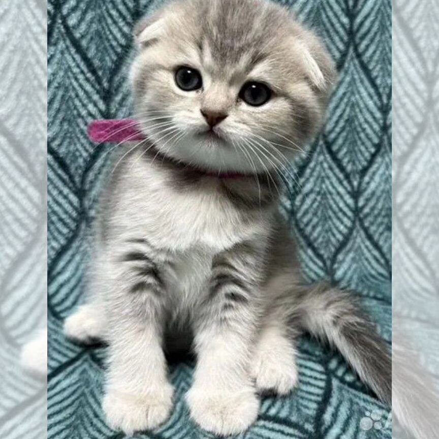 Шотландские вислоухие котята