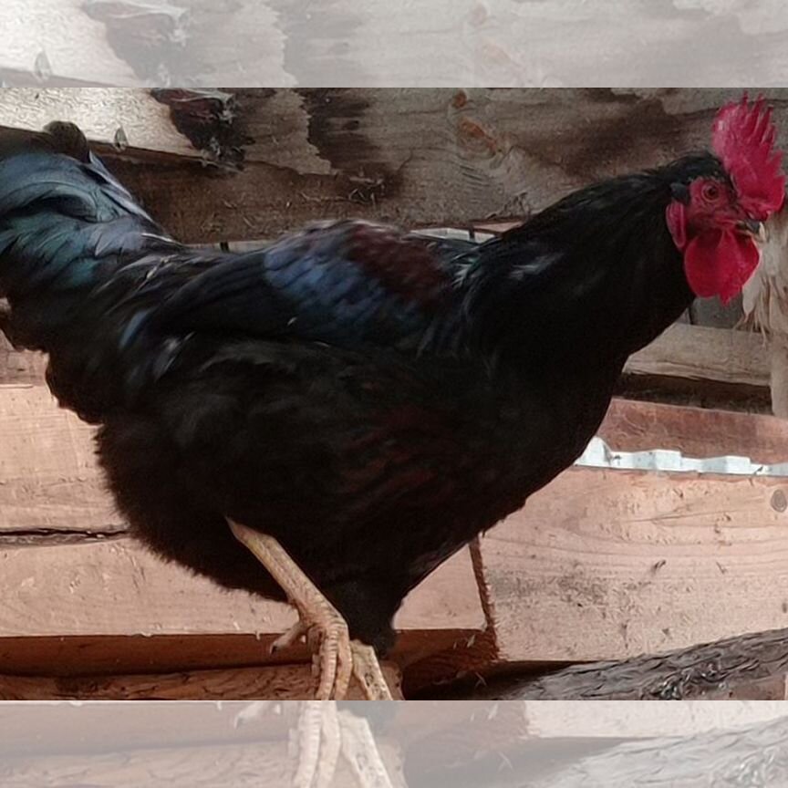 Домашние молодые петухи