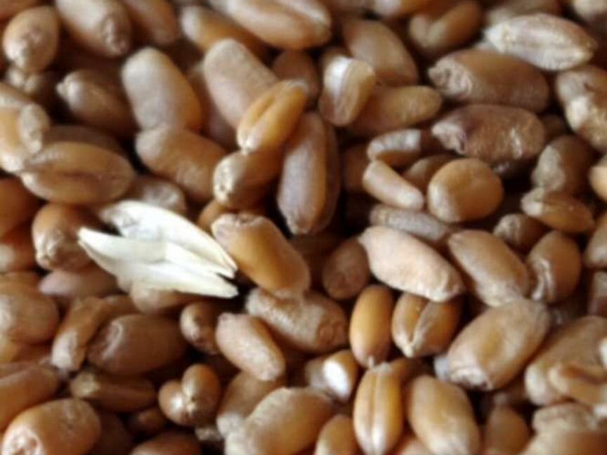 Зерно пшеница 4 класс, фураж оптом