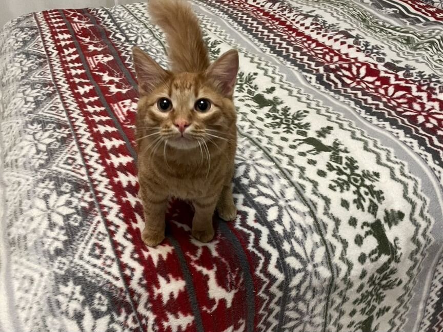 Котик подросток, рыжий