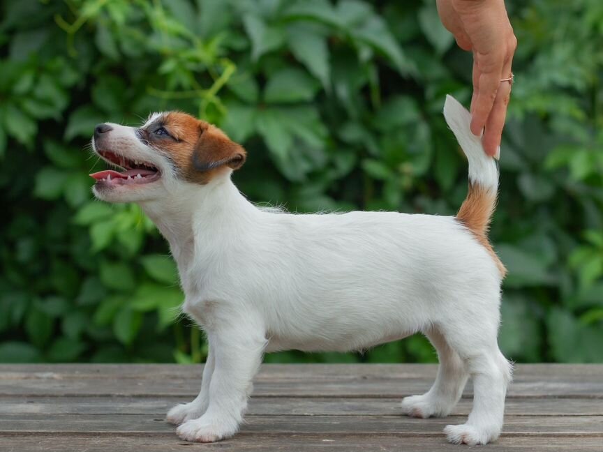Джек Рассел терьер Малышка Брокен