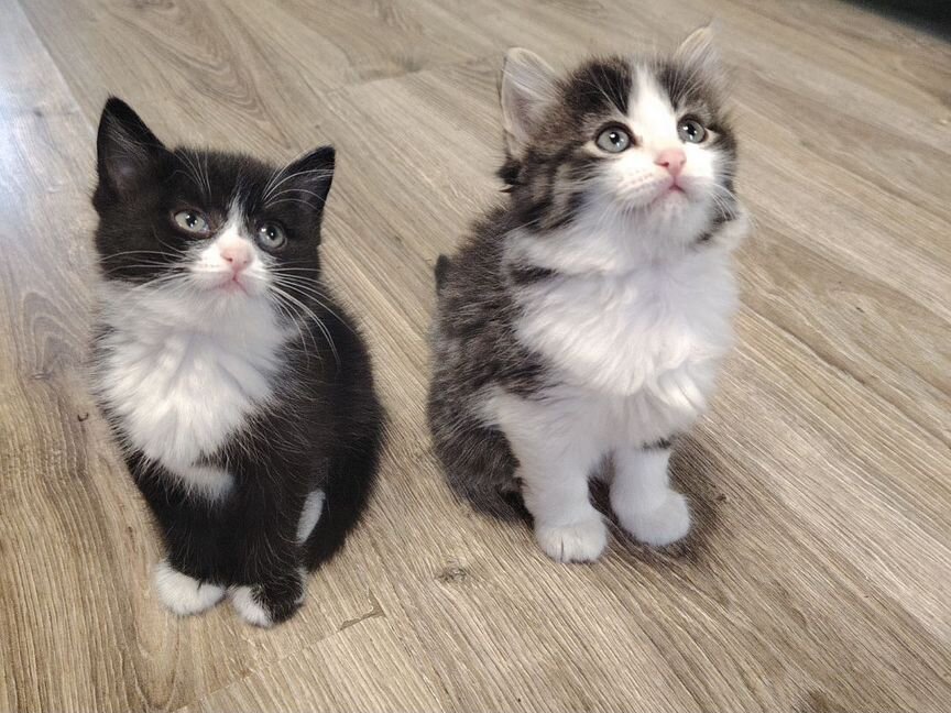 Котята. Четыре чудесные девчонки