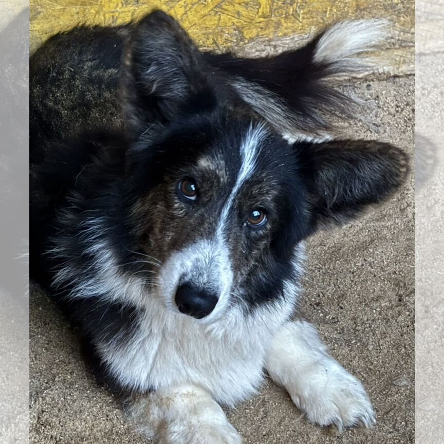 Вельш Корги Кардиган, взрослый пёс