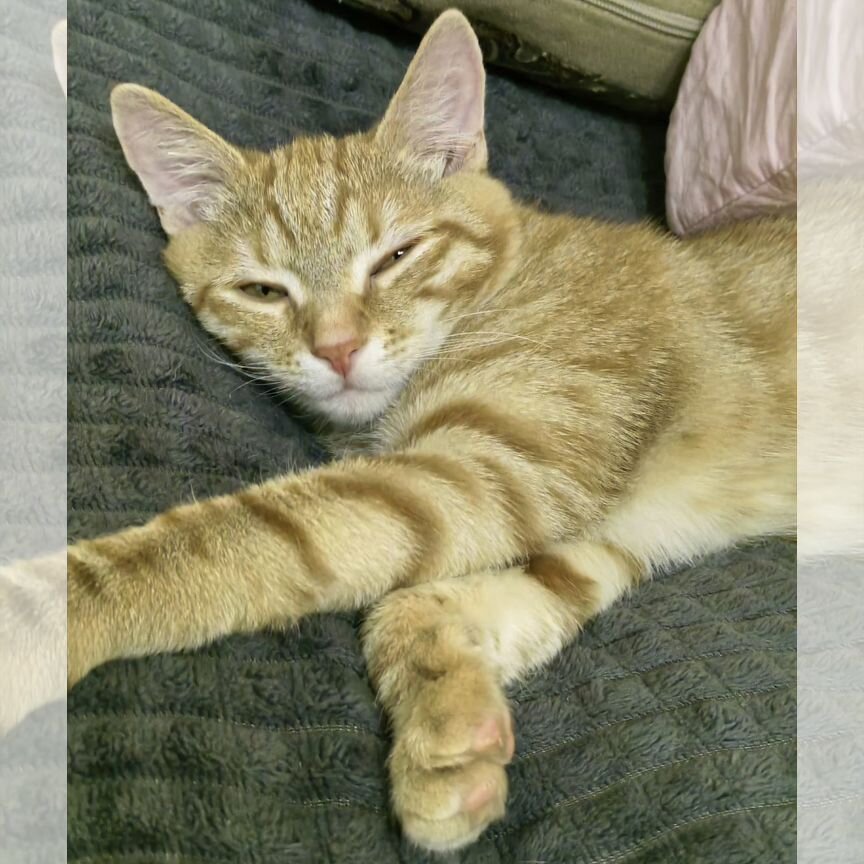 Экзотический короткошёрстный котёнок