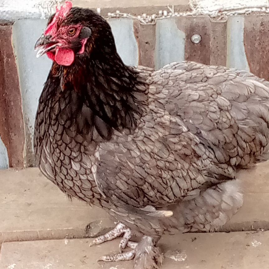 Куры несушки