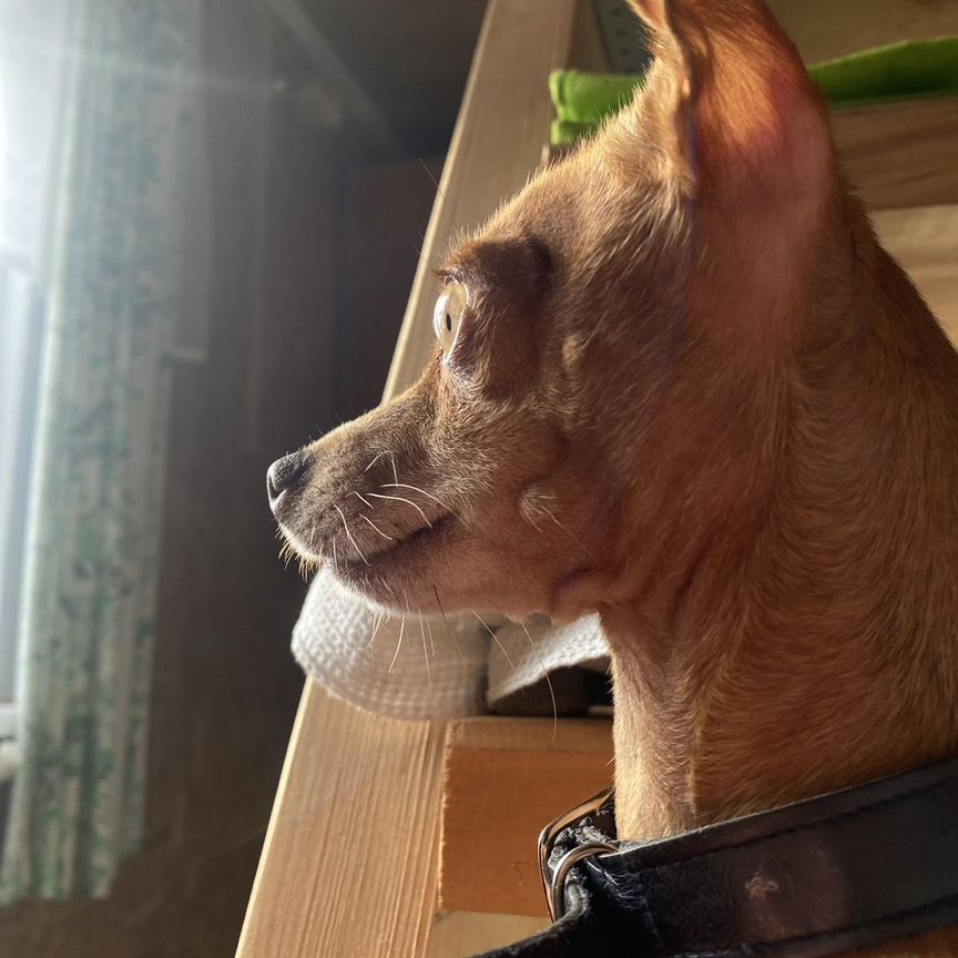 Мини той-терьер