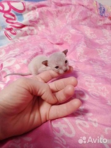 Кошка корниш-рекс блю поинт