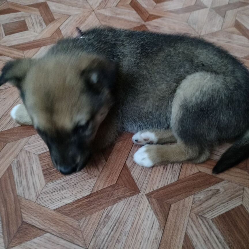 Щенок в добрые руки бесплатно