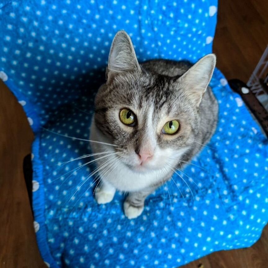 Кот Болик из приюта Домик