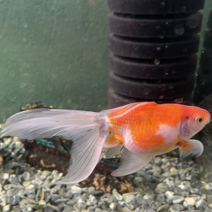 Золотая рыбка вуалехвост