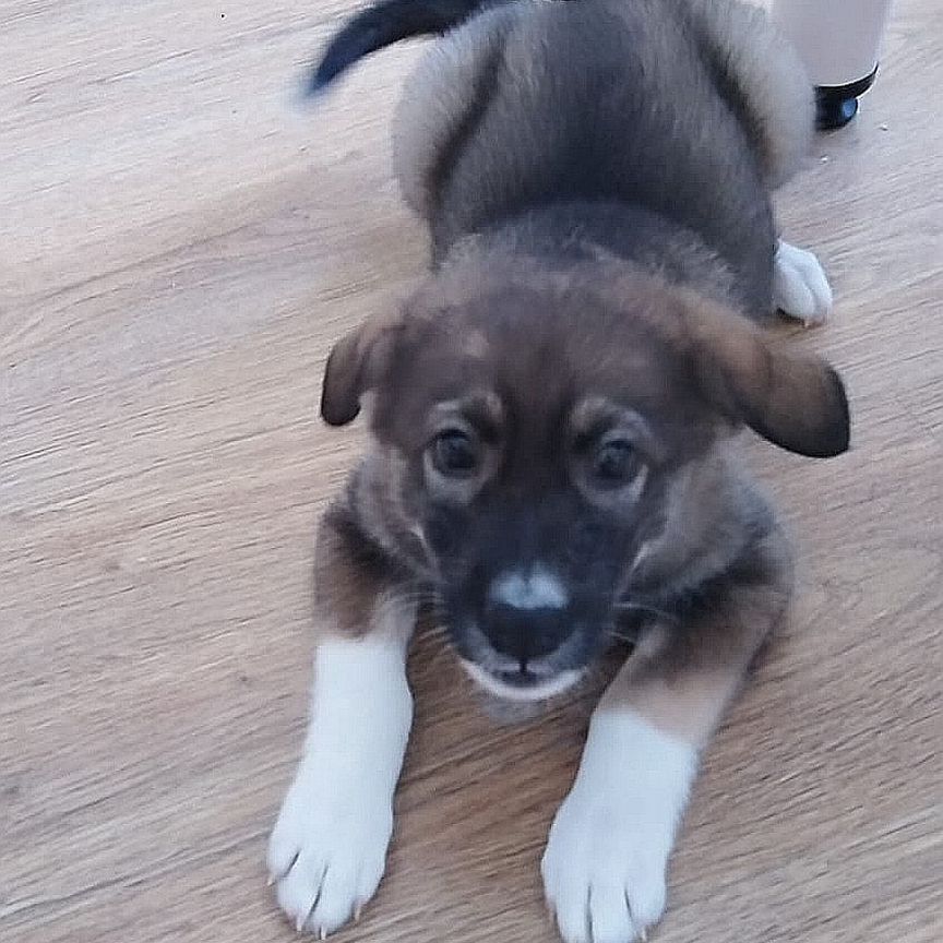 Ласковые щенки ищут хозяев