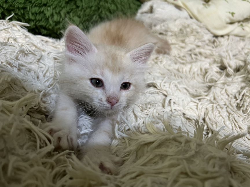 Котеночек ищет семью