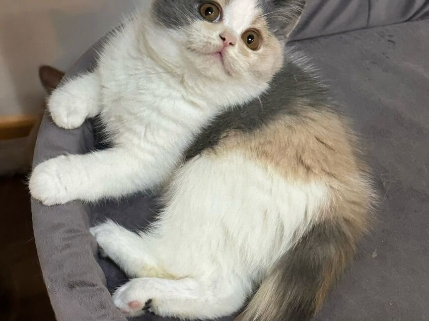 Британская кошечка