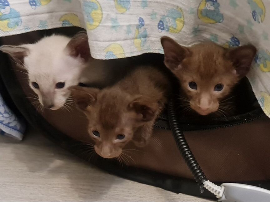 Ориентальная