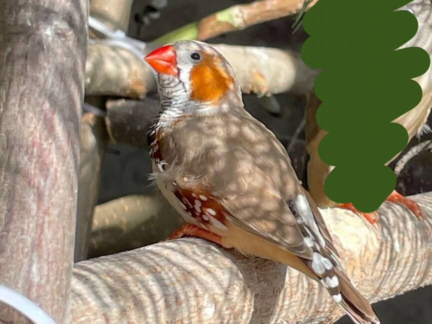 Зембровый амадин